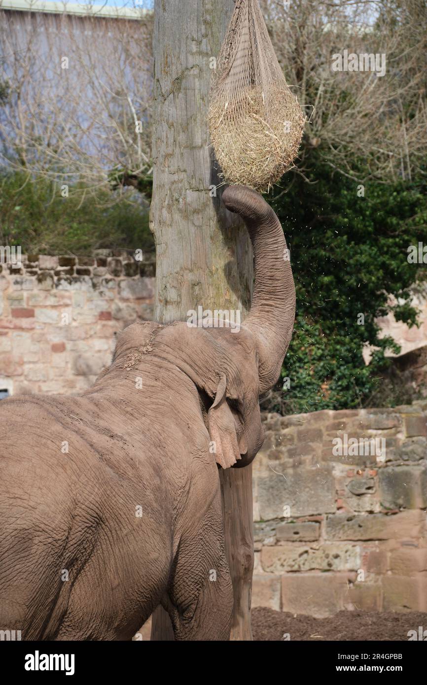 An adult Asian Elephant reaches with her trunk for straw in a basket at ...