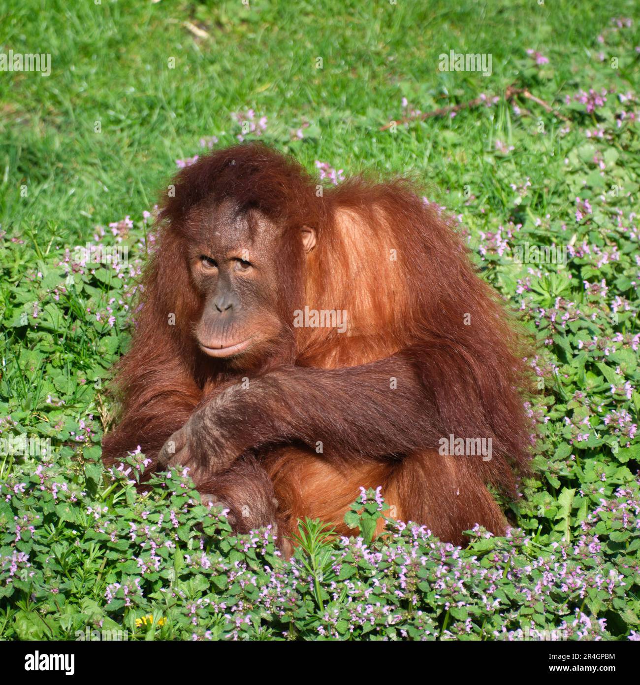 An Orangutan gives a suspicious look whilst sitting in the midst of ...