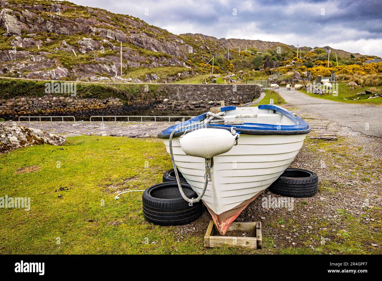 The kerry lamb hi-res stock photography and images - Alamy