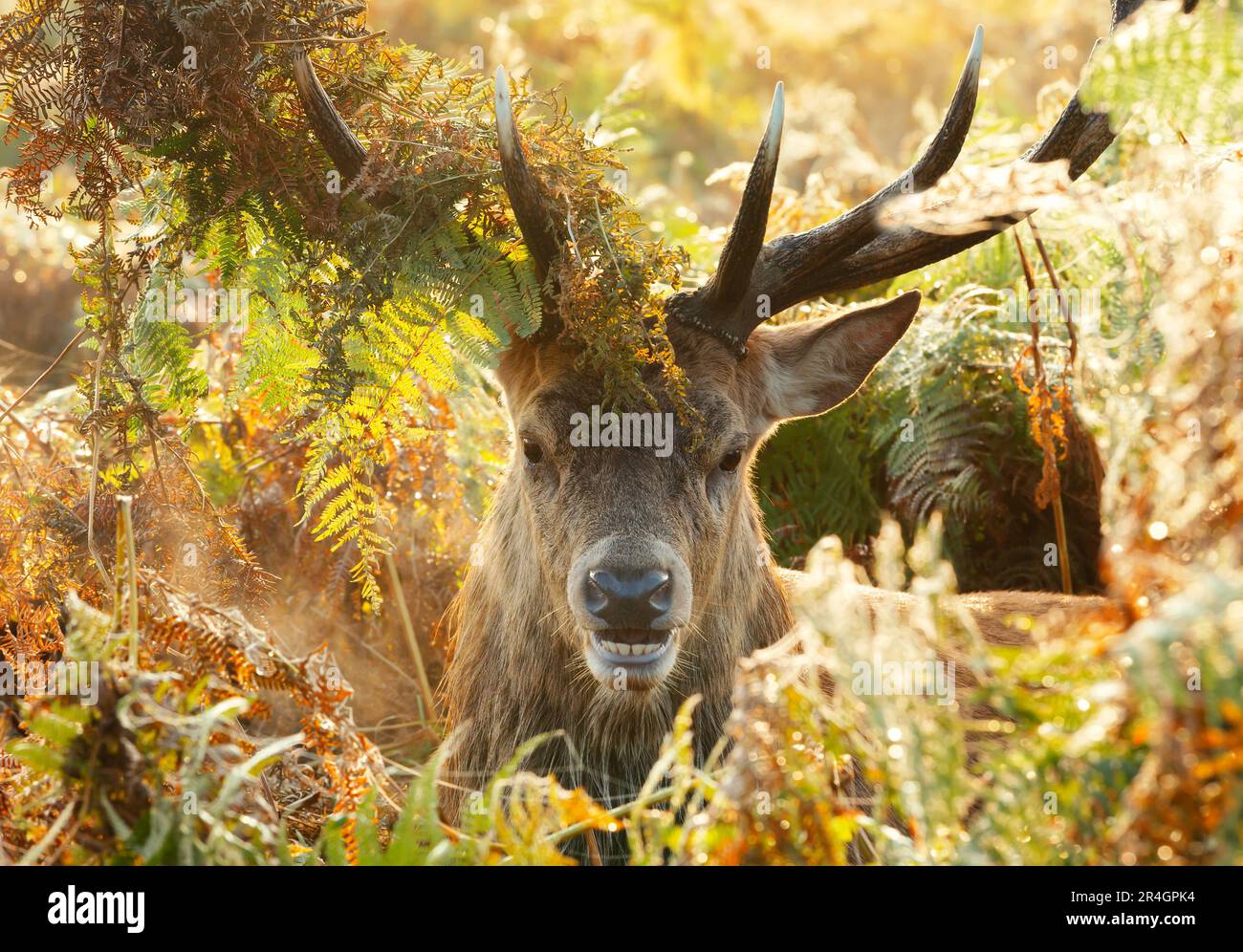 Male in rut stag antlers male hi-res stock photography and images - Alamy