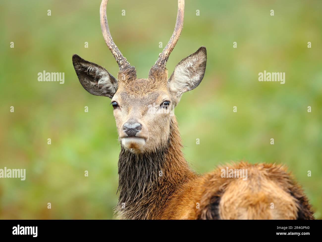 Close up of a young Red Deer stag, UK Stock Photo - Alamy
