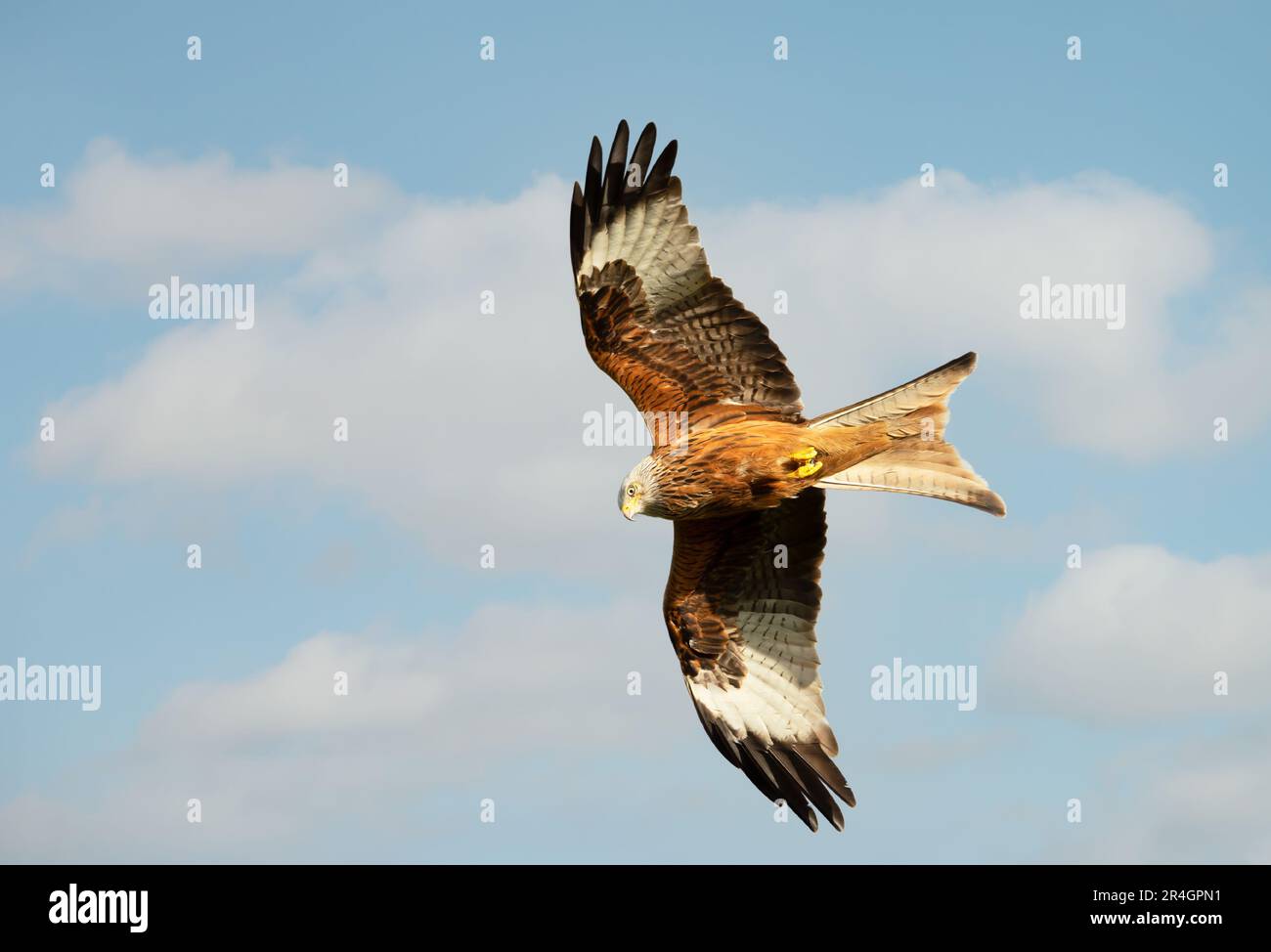 Close-up of a Red kite in flight, UK Stock Photo - Alamy