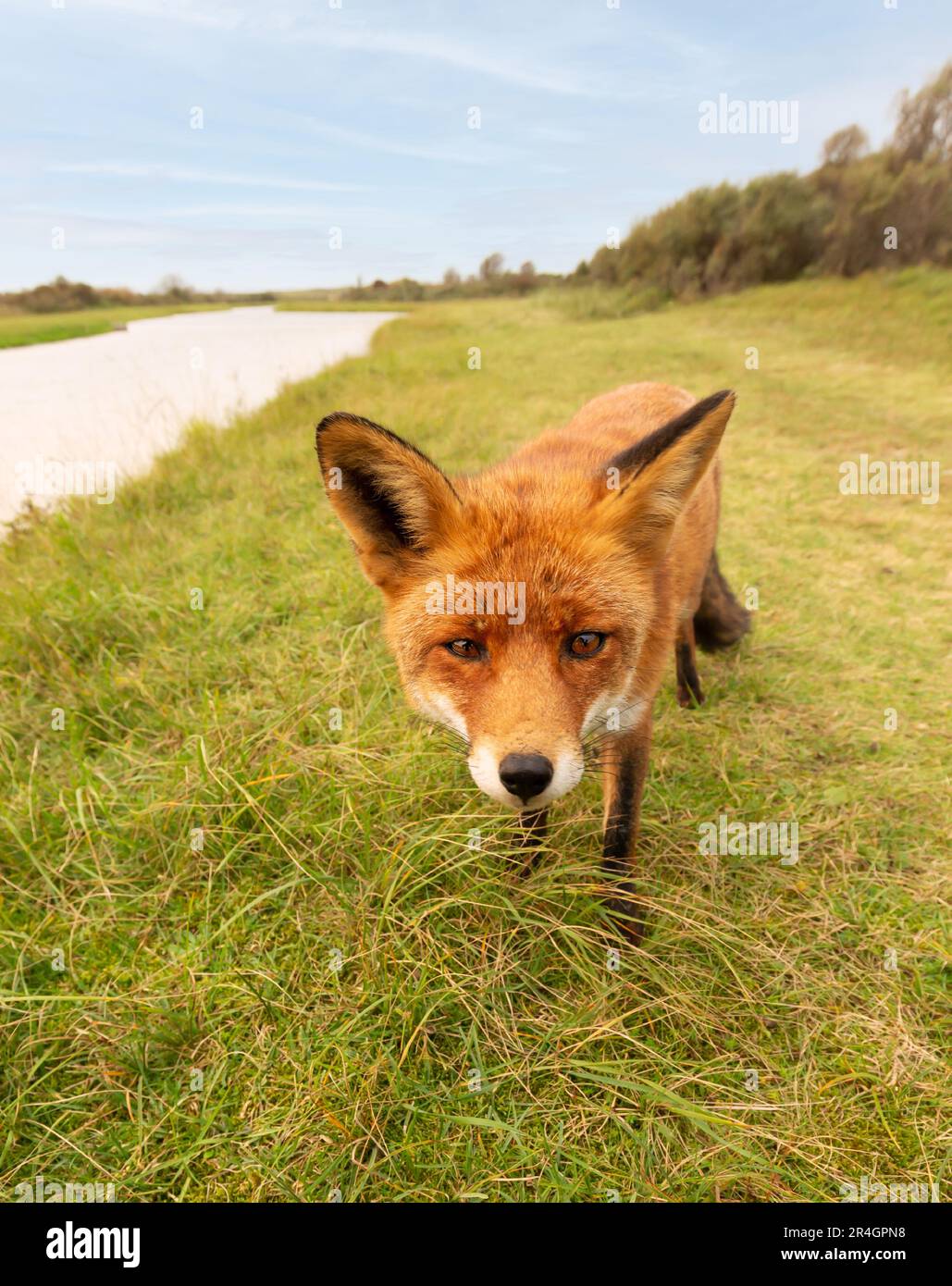 Close up of a Red fox (Vulpes vulpes) standing near a river, UK Stock ...