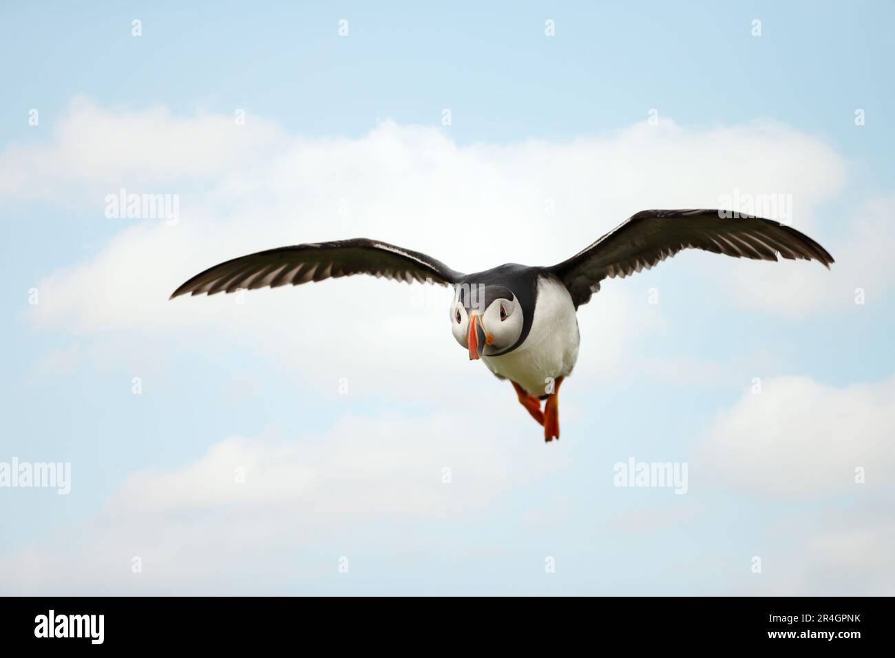 Puffin wings blue sky hi-res stock photography and images - Alamy