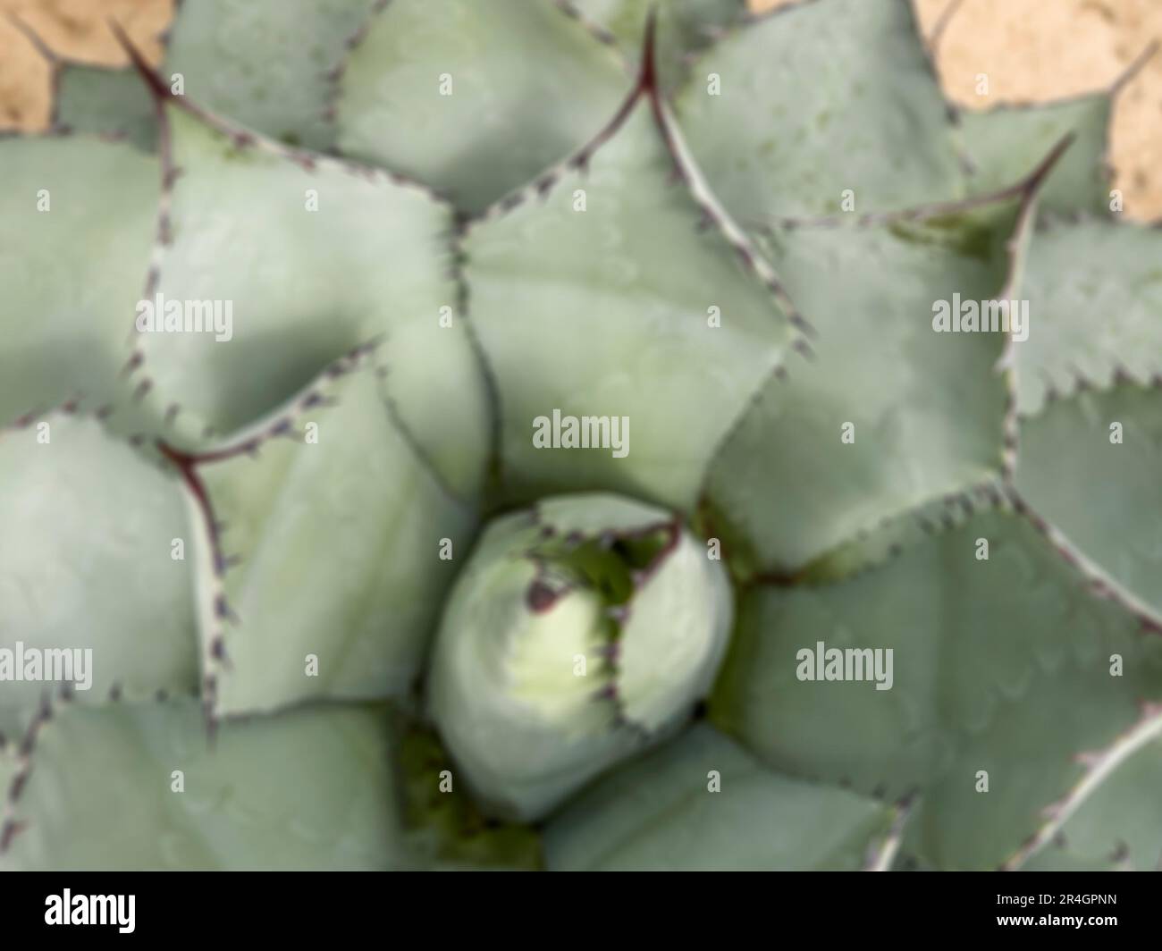 cactus, blurred background heart of agave cacti plant. natural ...