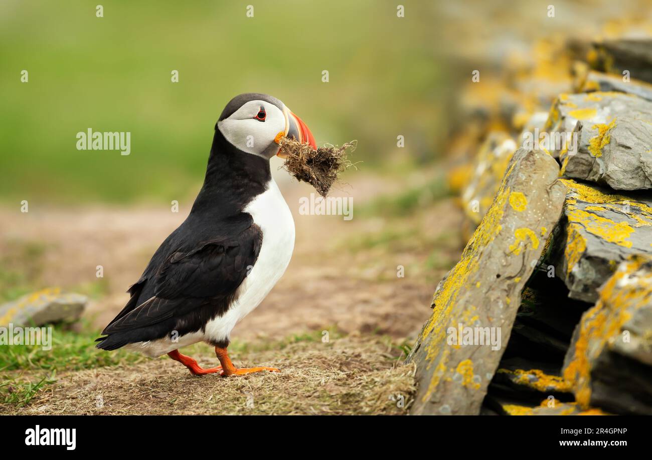 Close-up of Atlantic puffin with nesting material in the beak, Shetland ...