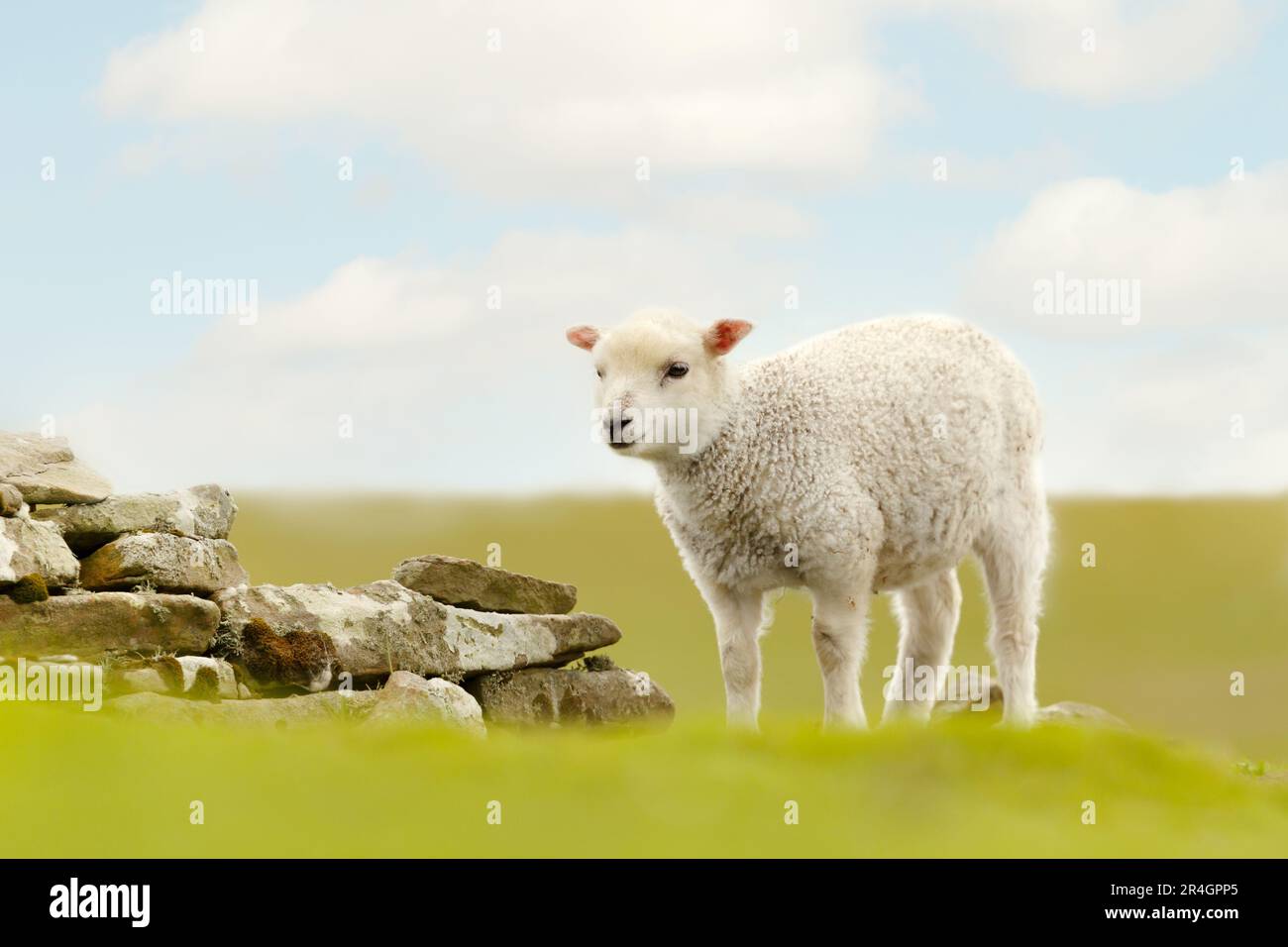 Cute baby lamb uk hi-res stock photography and images - Alamy