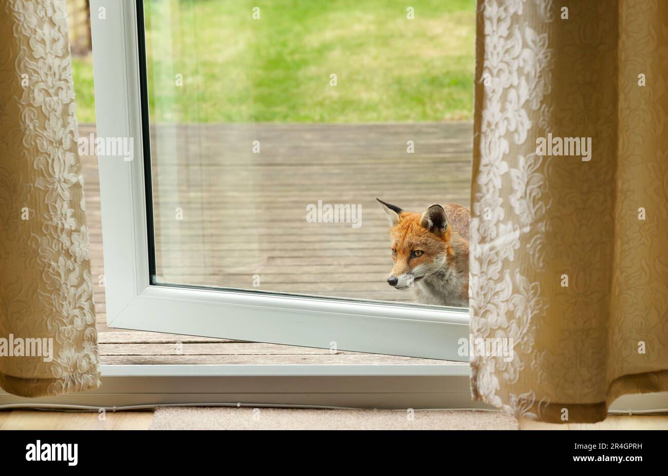 French red fox hi-res stock photography and images - Alamy