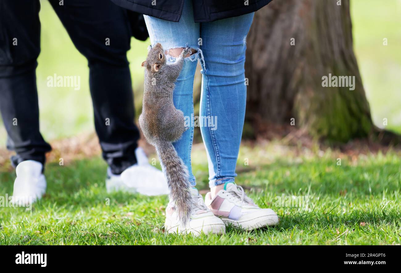 A hungry grey squirrel climbing up pant leg for food, UK Stock Photo ...