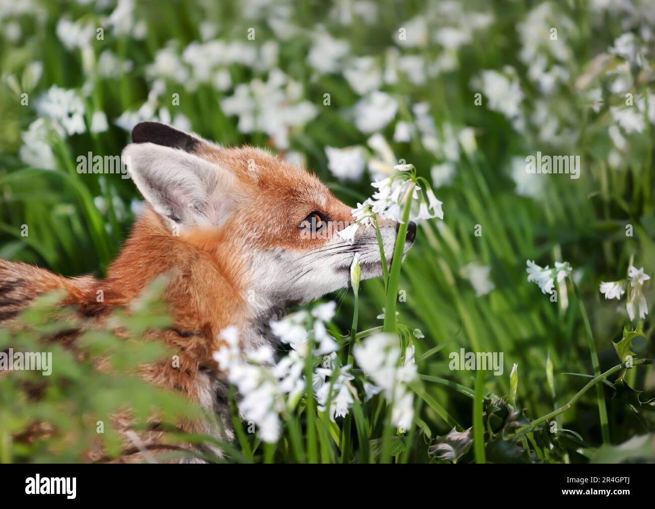 White fox tail hi-res stock photography and images - Alamy