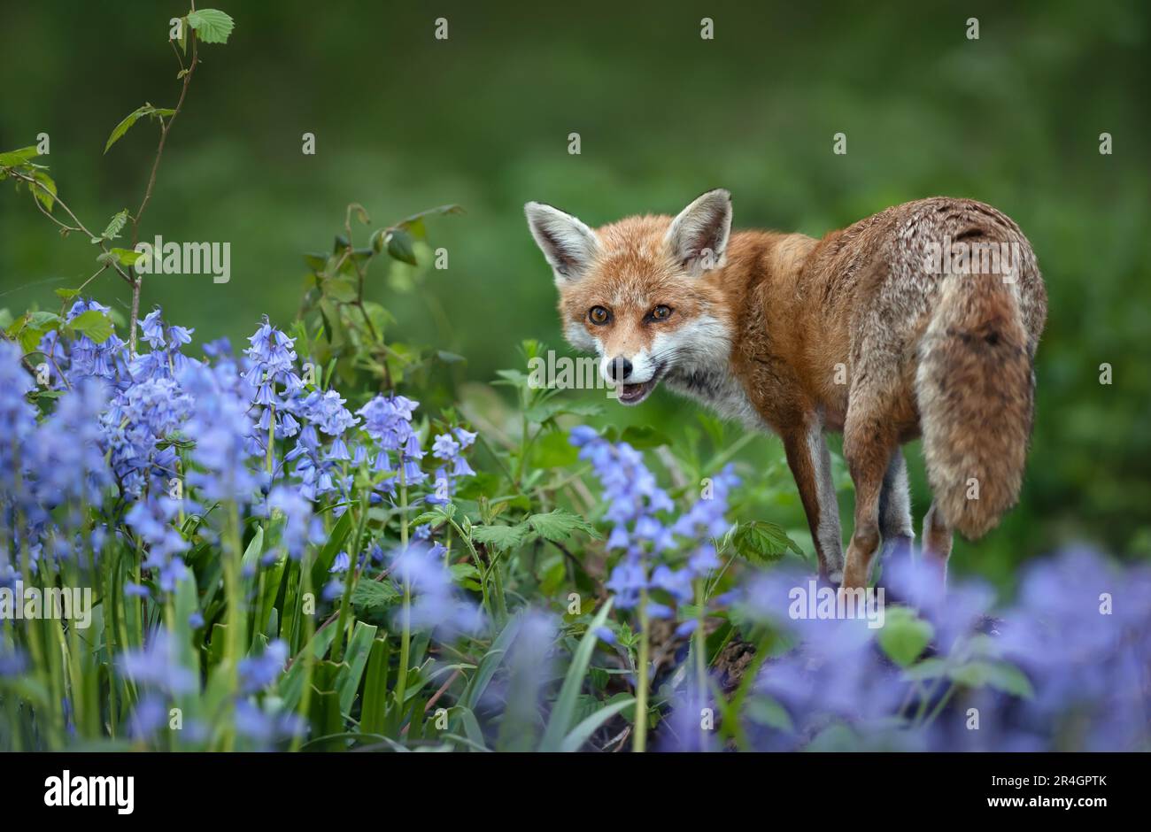 Close up of a red fox (Vulpes vulpes) amongst bluebells in spring, UK ...