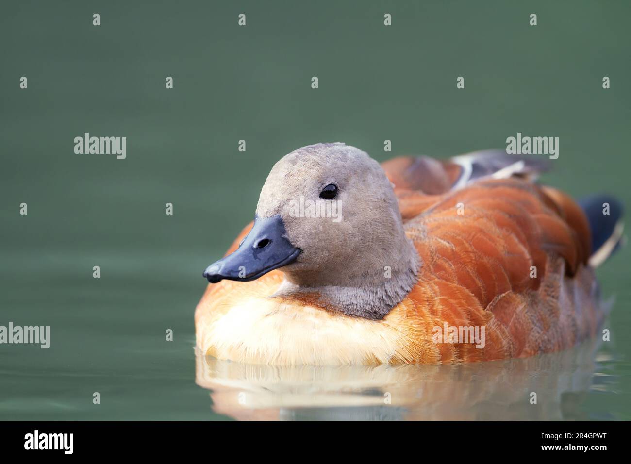 Close-up of a South African Shelduck in water, UK Stock Photo - Alamy