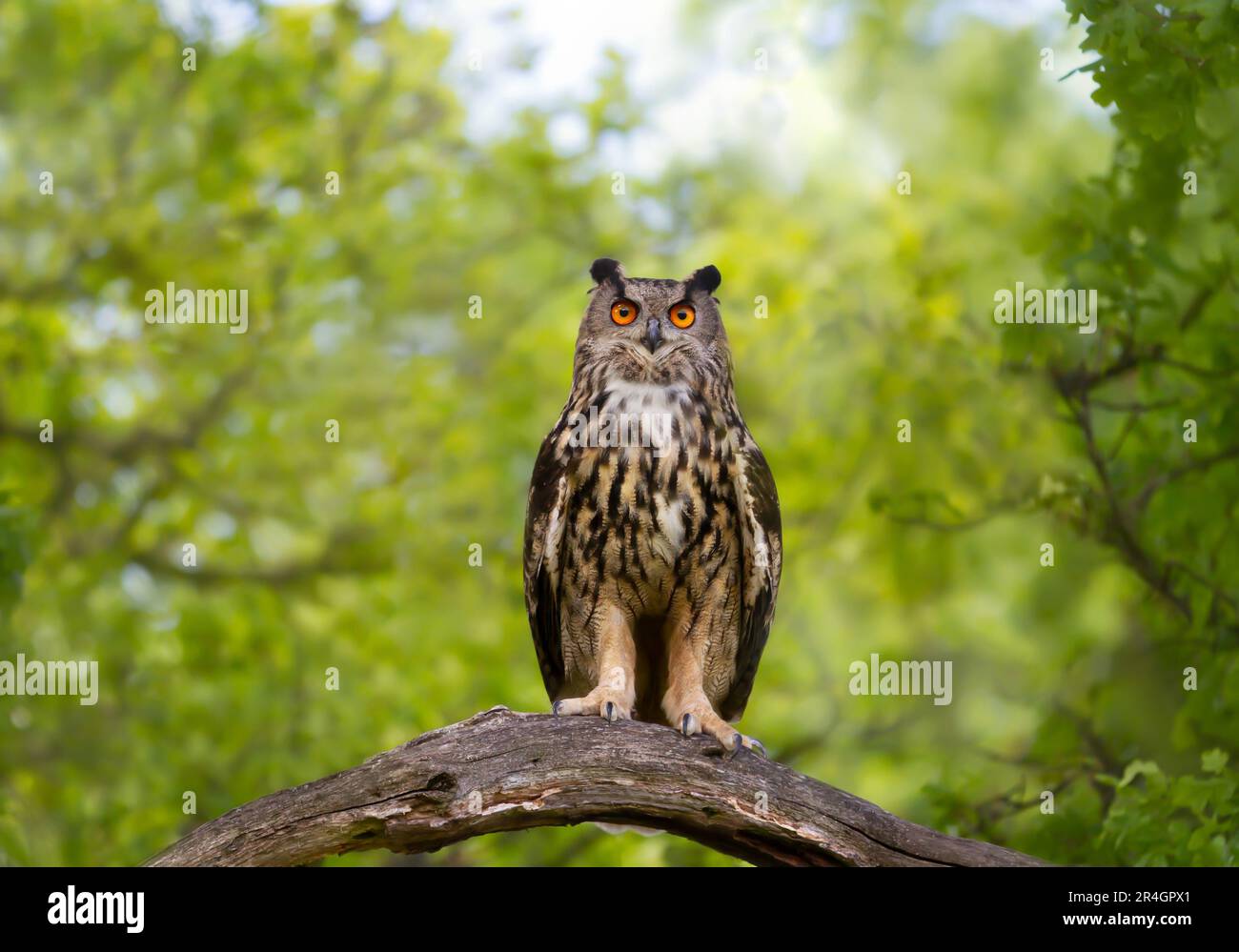 Close-up of Eurasian Eagle Owl (Bubo bubo) perched on a tree branch, UK ...
