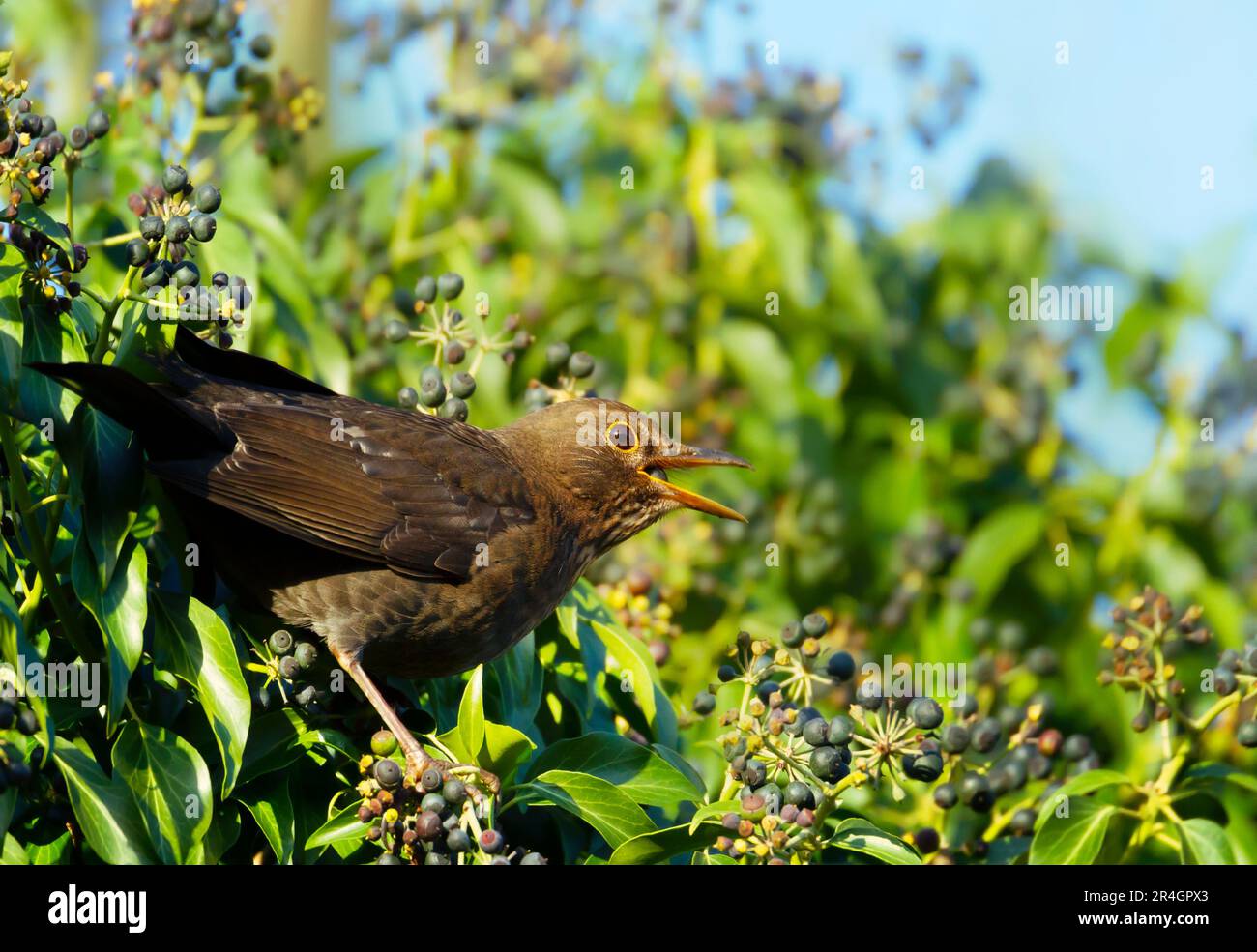 Black bird eating berries hi-res stock photography and images - Alamy