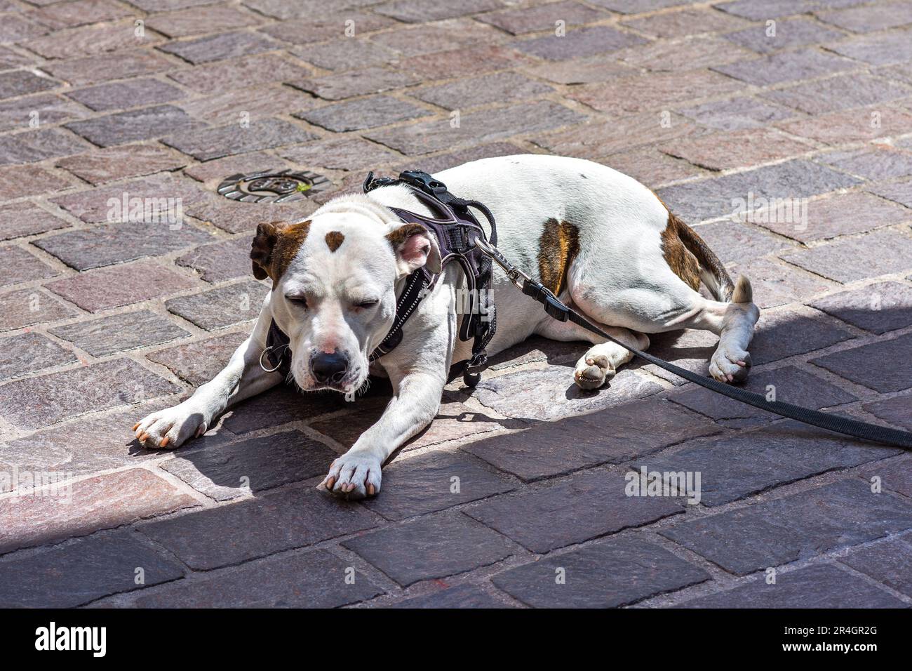 Pavement guard hi-res stock photography and images - Alamy