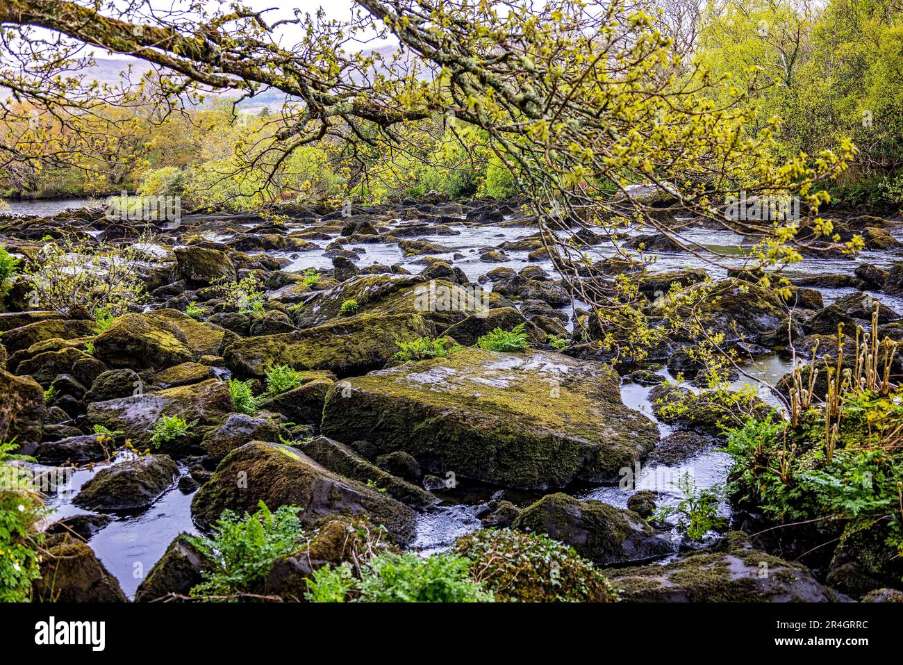 Caragh hi-res stock photography and images - Alamy