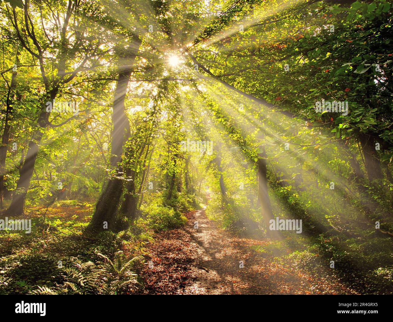 Sunburst through trees in Clandeboye Wood, Bangor, County Down ...