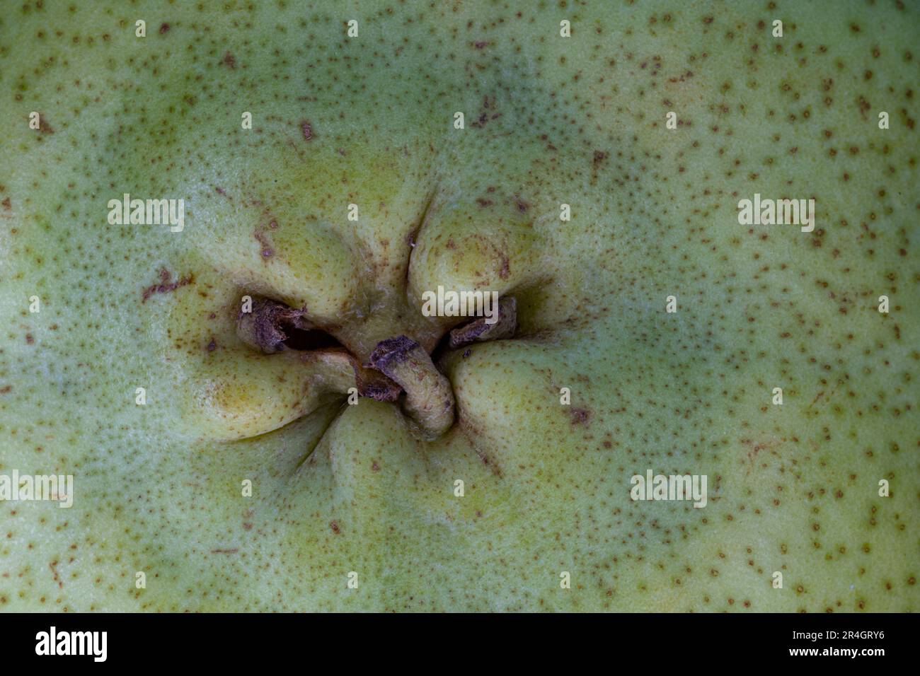 The pear looks with the birds's menacing gaze. An interesting ...