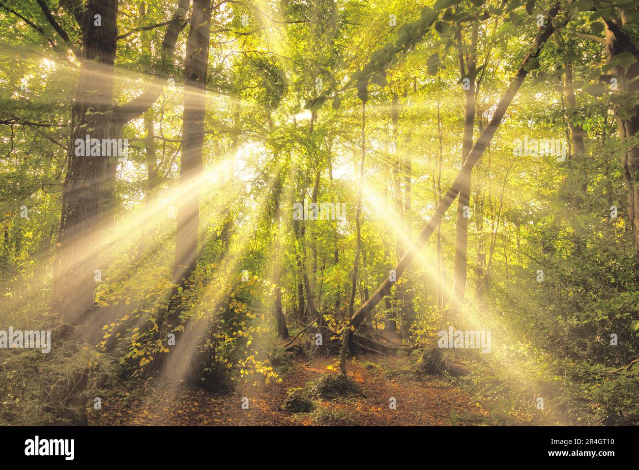 Sunburst through the trees in Pigeon Wood, Bangor, County Down ...
