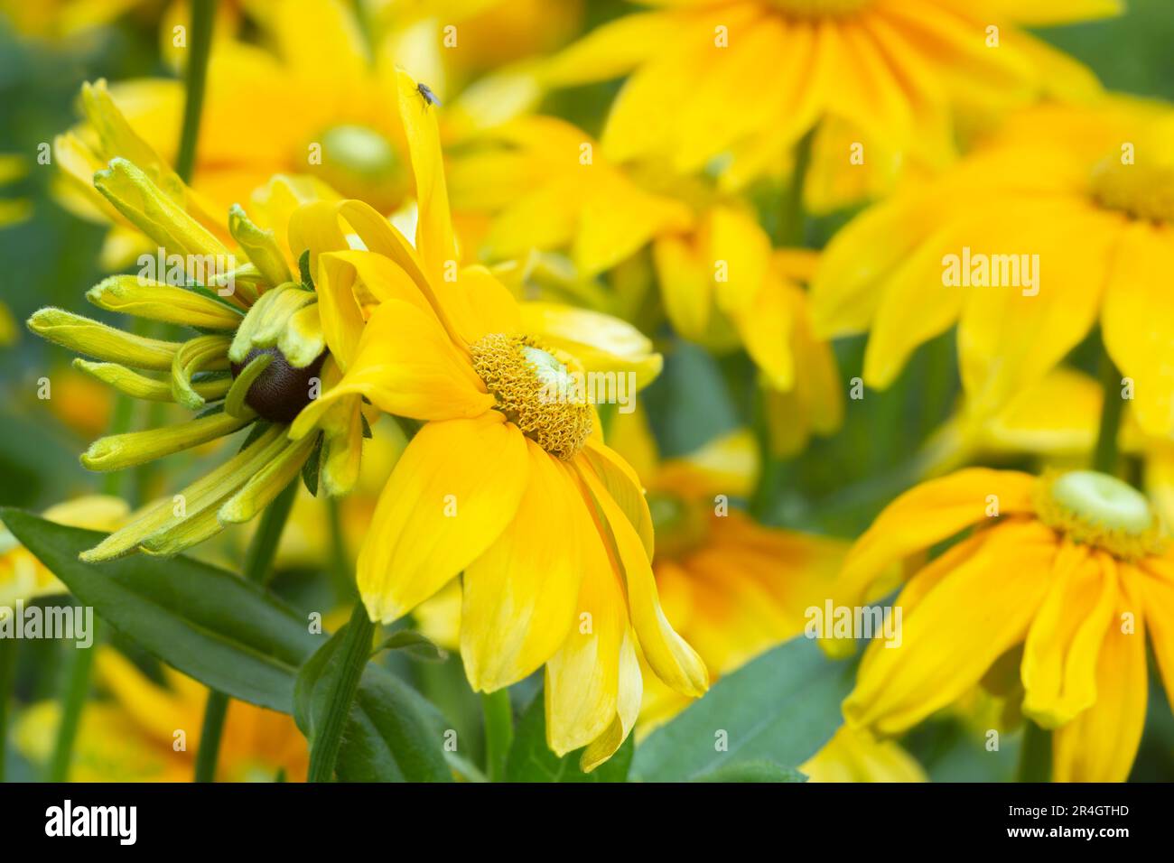 Black-eyed-susan, Rudbeckia hirta flowers in bloom, this flower is ...