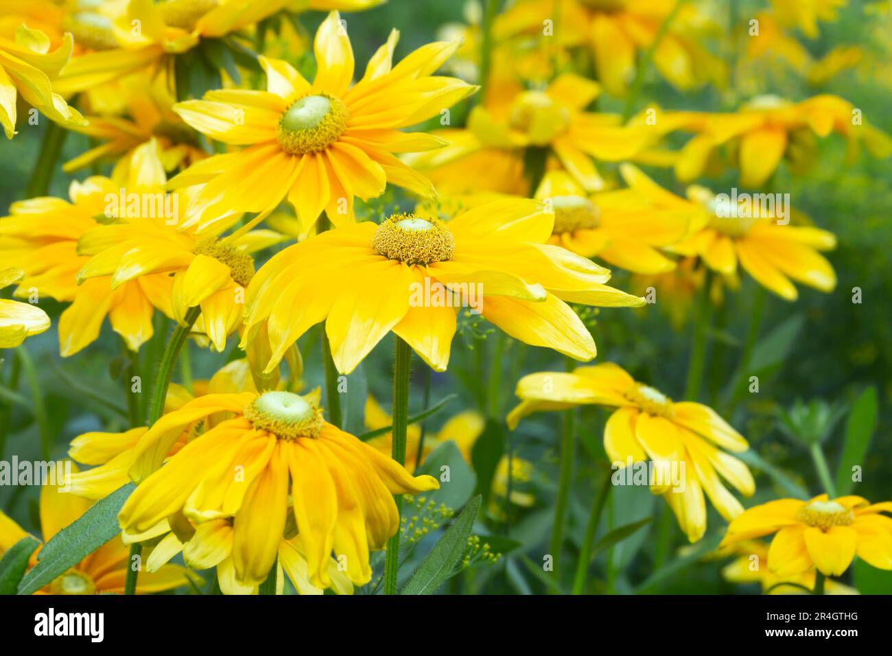 Black-eyed-susan, Rudbeckia hirta flowers in bloom, this flower is ...