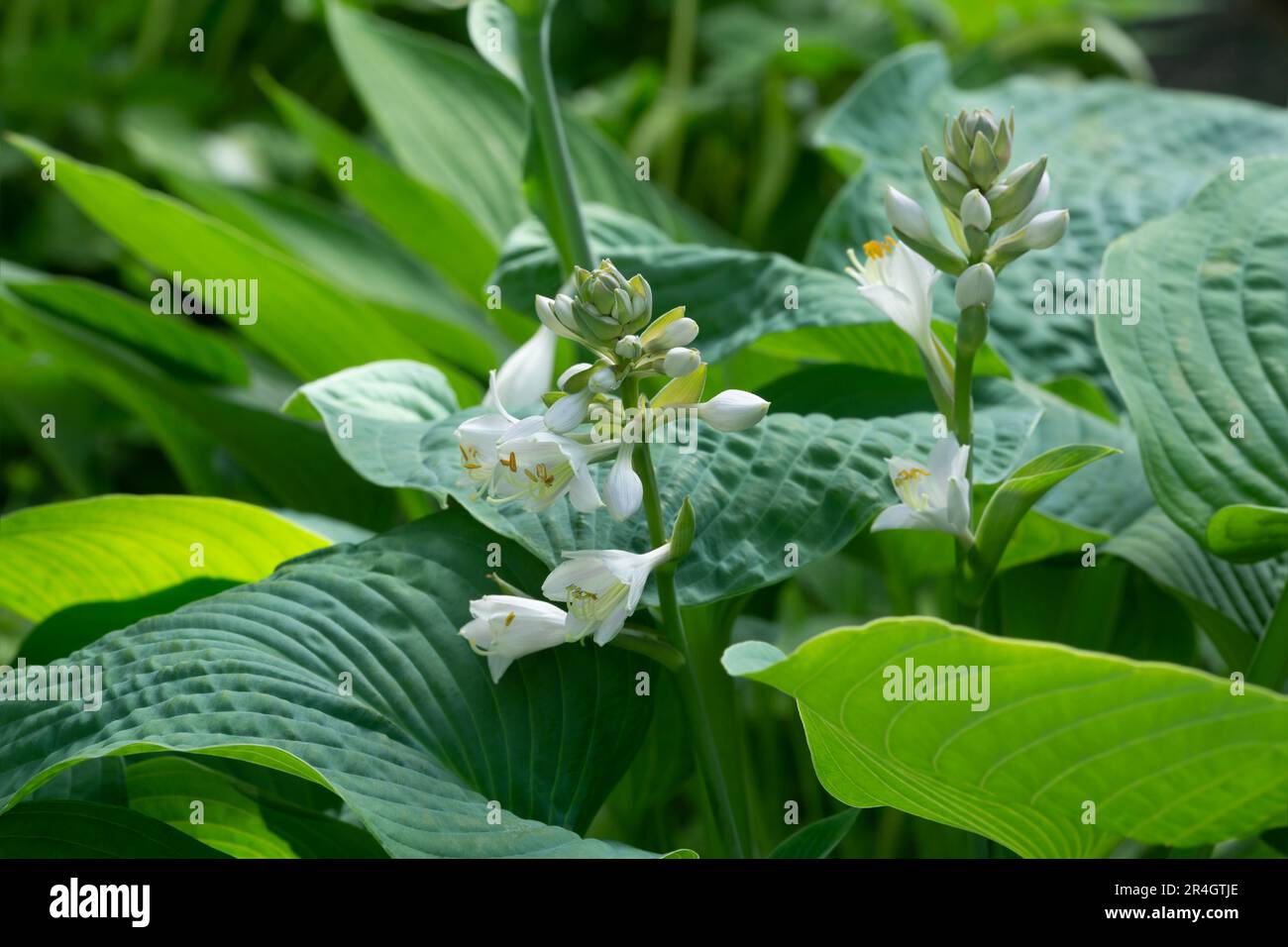 Hosta plant, horizontal composion Stock Photo - Alamy