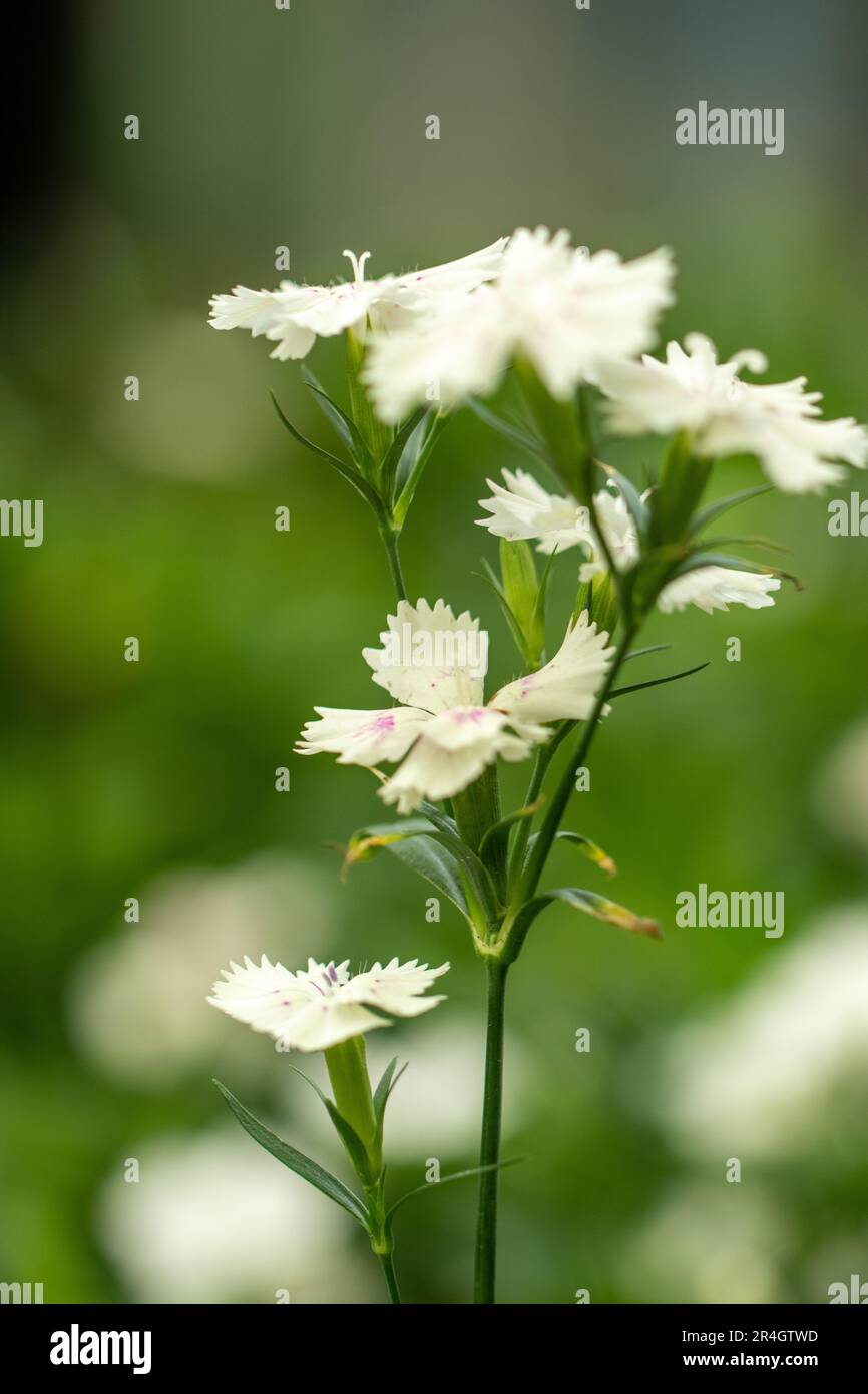 Caryophyllaceae hi-res stock photography and images - Alamy