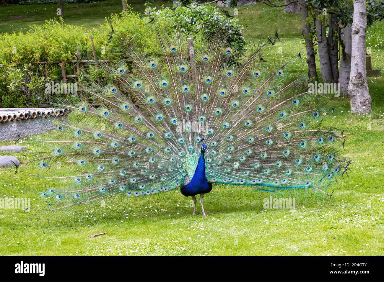 Beautiful peacock. Peafowl showing its tail Stock Photo - Alamy
