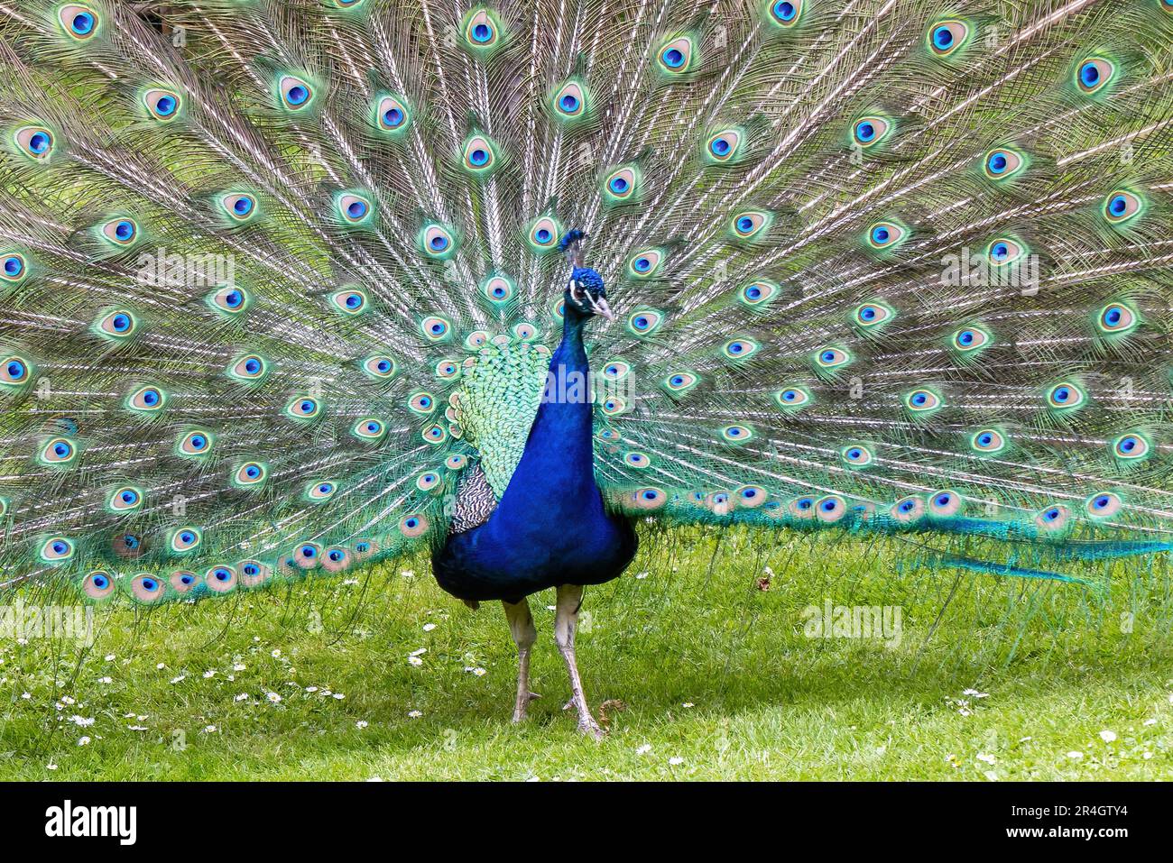 Common peafowl bird blue peacocks hi-res stock photography and images - Alamy
