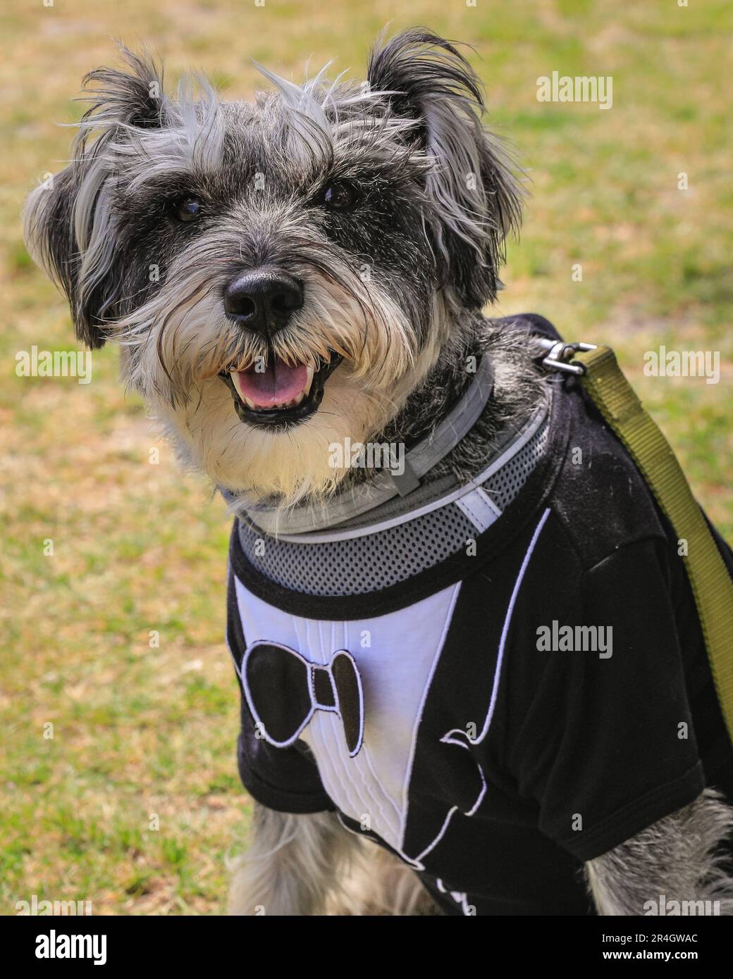 London, UK. 28th May, 2023. An elegantly dressed contestant in his tux ...