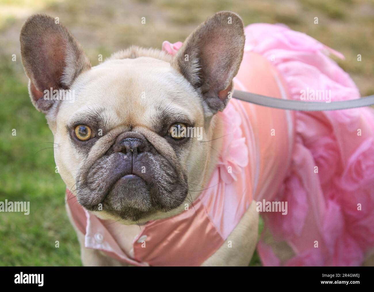 London, UK. 28th May, 2023. Fleur, a 4 year old French bulldog in pink ...