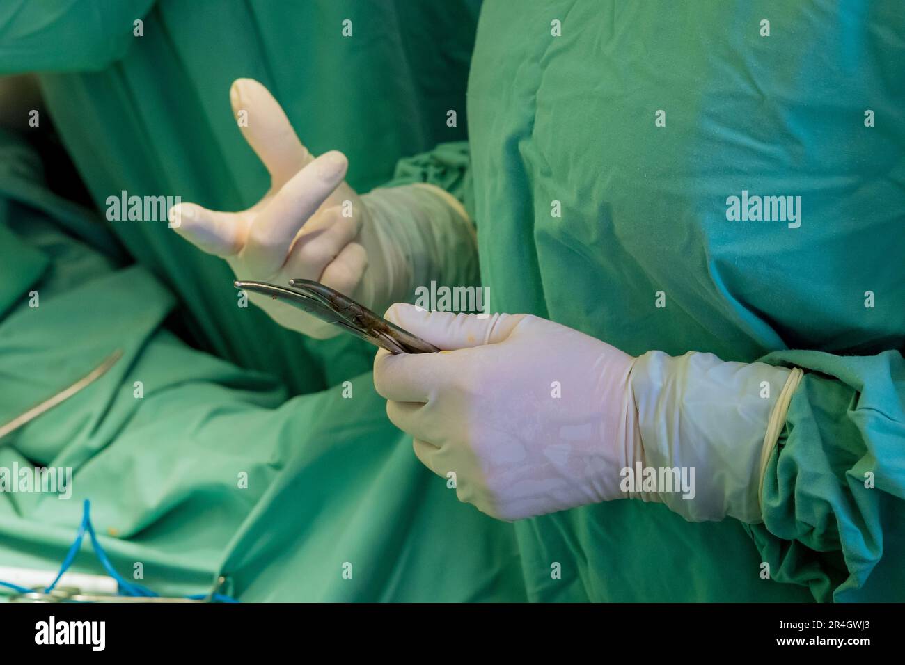 Surgeon hand in medical protective gloves holding sterile forceps ...