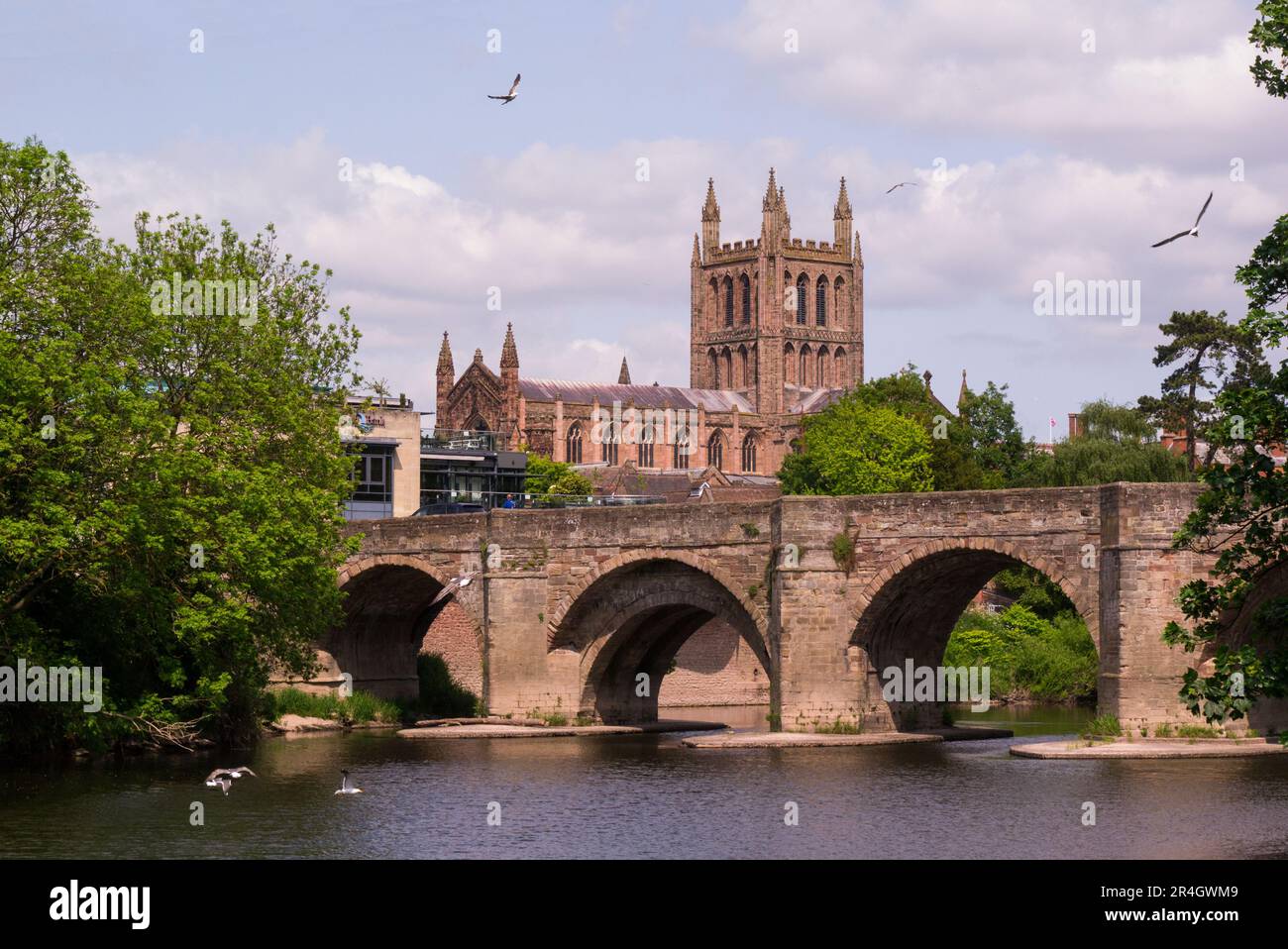View along River Wye to Wye bridge and Hereford Cathedral Herefordshire ...