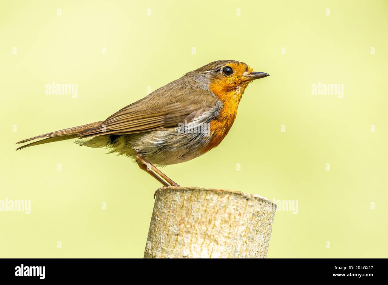 A close up of a single robin sat on a fence post with a clean smooth ...