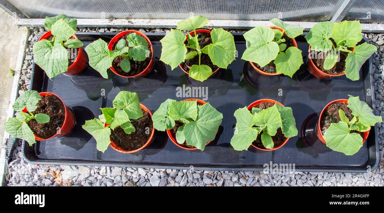 Cucumber plants growing on in 5 inch pots Stock Photo - Alamy