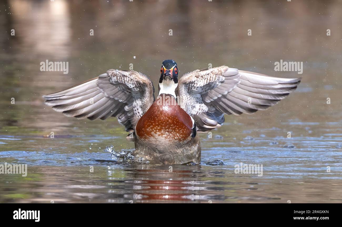 Wood duck male (Aix sponsa) flapping his wings as he swims on a quiet ...