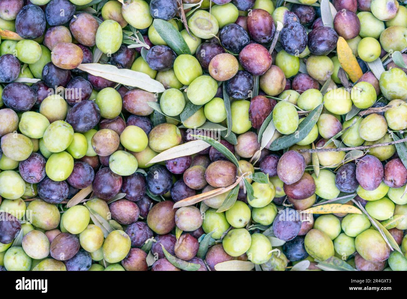 olives, top view beautiful fresh food surface or backgrounds concept ...