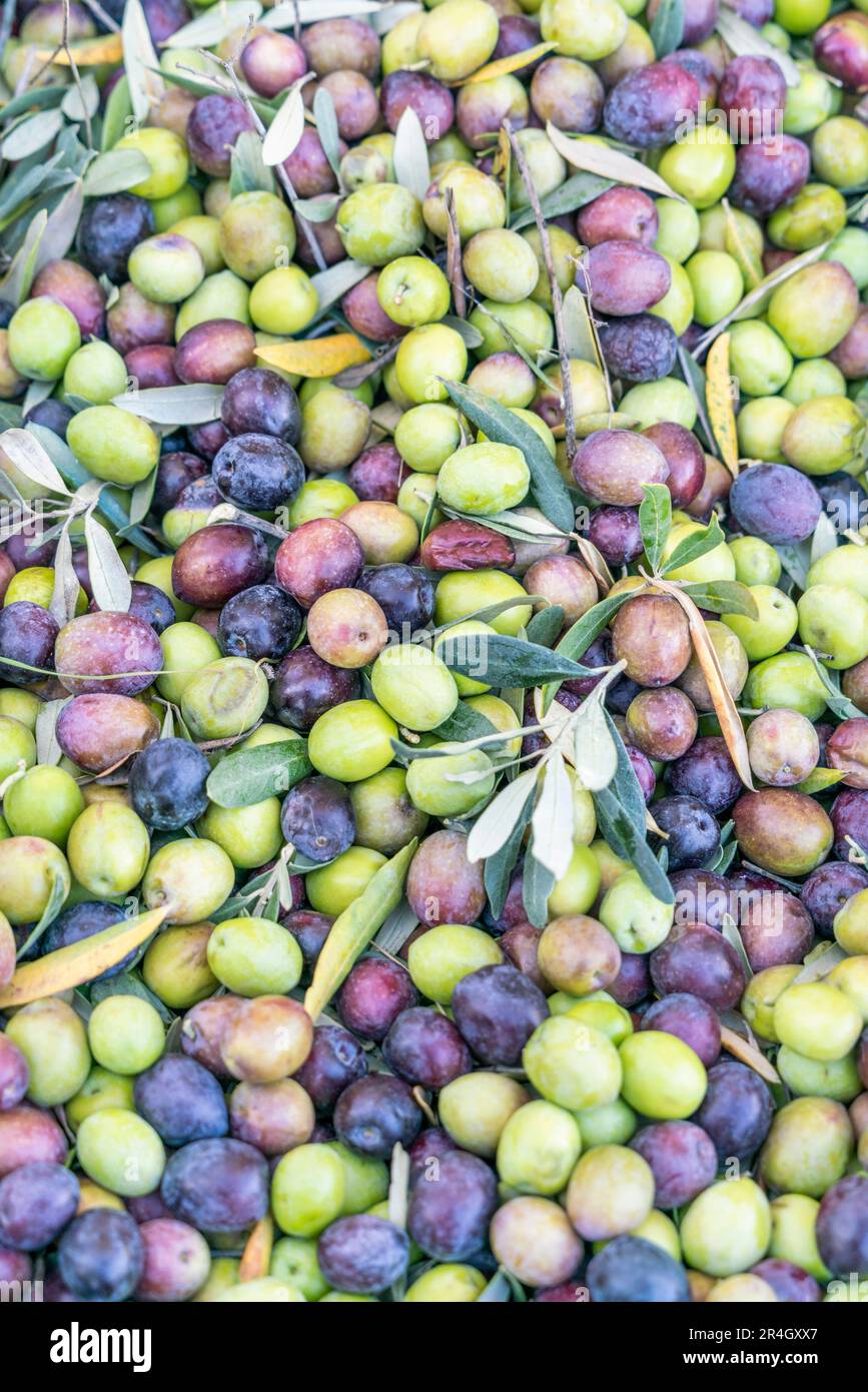 olives, closeup beautiful fresh food surface or backgrounds concept ...