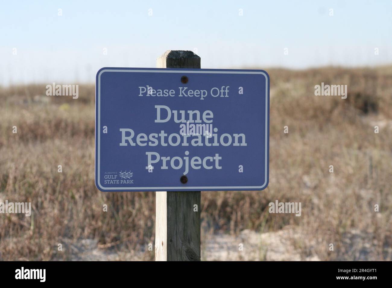 Gulf Shores sand dune project. The Sand Dune Restoration Project is an effort to save Gulf Shore ...