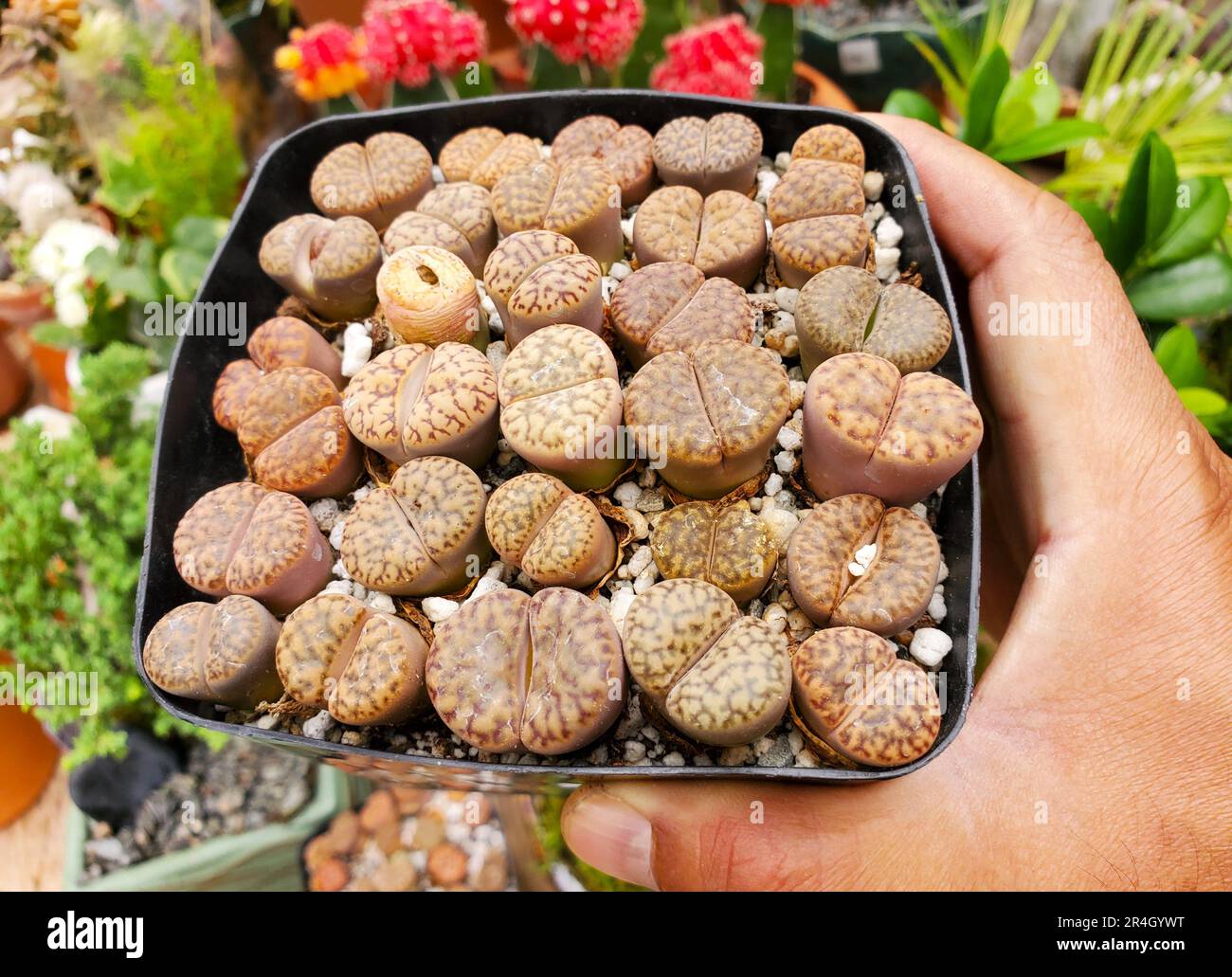 Light pink colors of Lithops plant, also known as the living stones ...