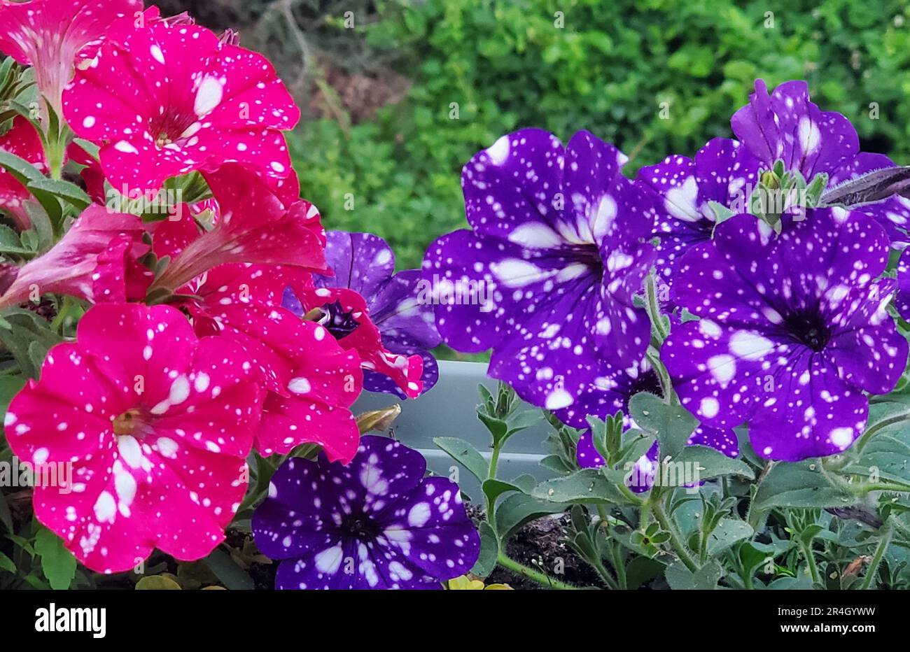 Beautiful pink and purple color of marbled petunia flowers Stock Photo ...