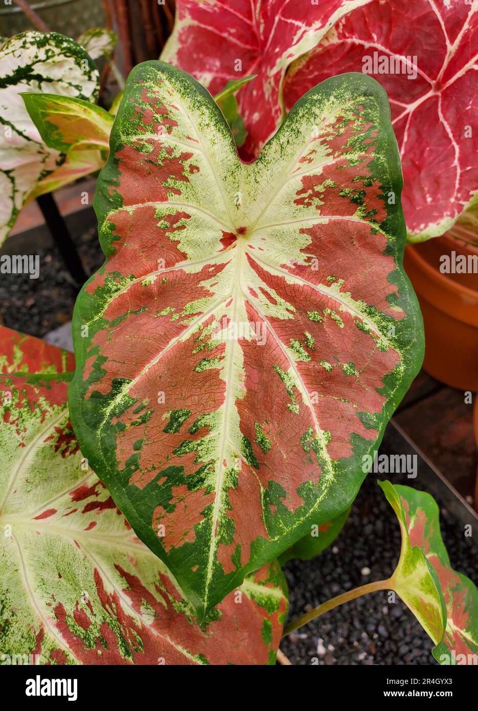 Beautiful mixed colors of green, red and cream of Caladium Just Saucy ...