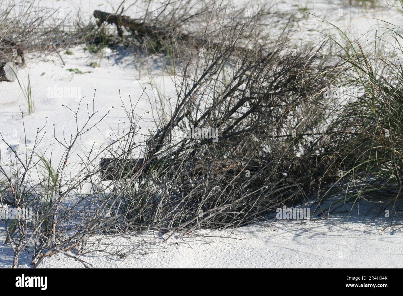 Gulf Shores sand dune project. The Sand Dune Restoration Project is an ...