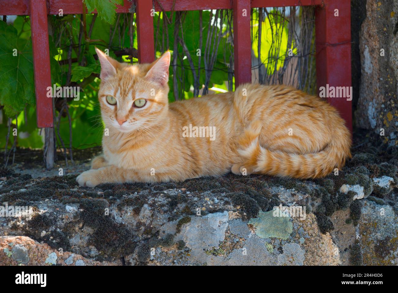 Orange tabby cat lying Stock Photo - Alamy