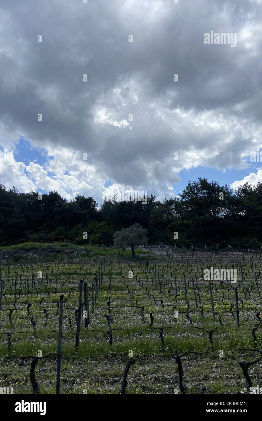 Vineyards fields private vineyards hi-res stock photography and images ...