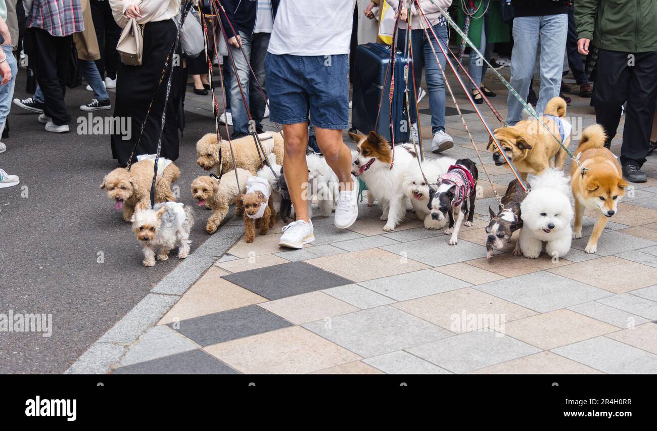 picture of a man who is walking with lot of dogs in Tokyo, Japan Stock ...