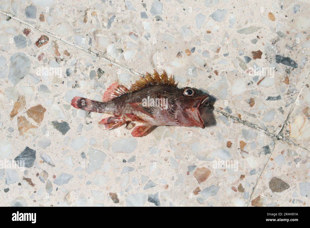 Red dead dried fish on marble stone floor environment danger asking ...