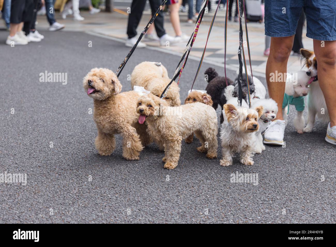 picture of a man who is walking with lot of dogs in the city Stock ...