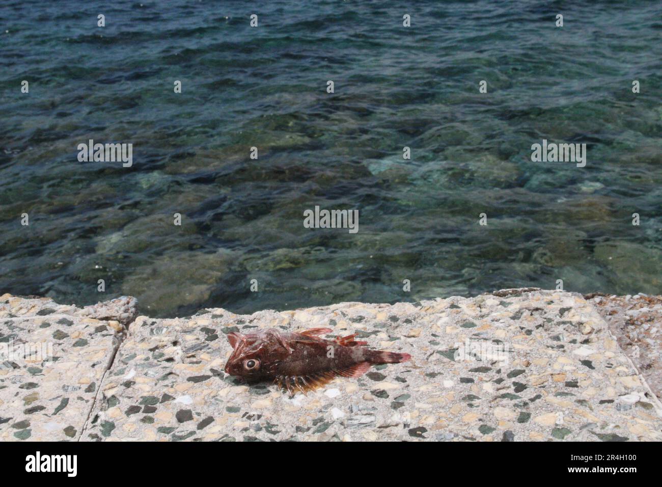 Red dead fish on marble stone floor near the surface of clean sea water ...
