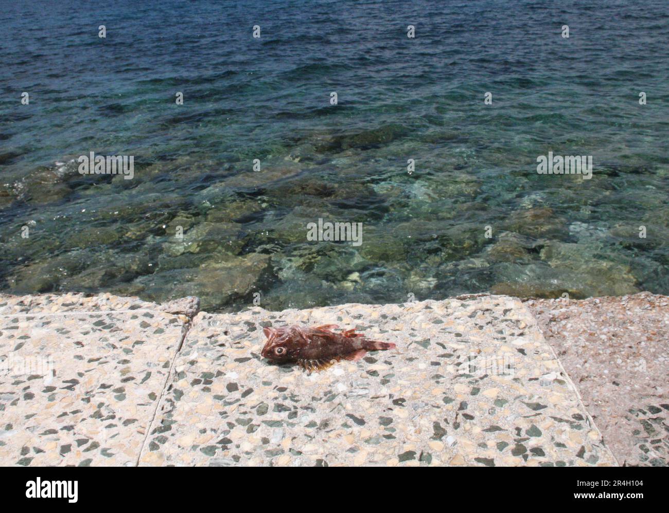 Red dead fish on marble stone floor near the surface of clean sea water ...